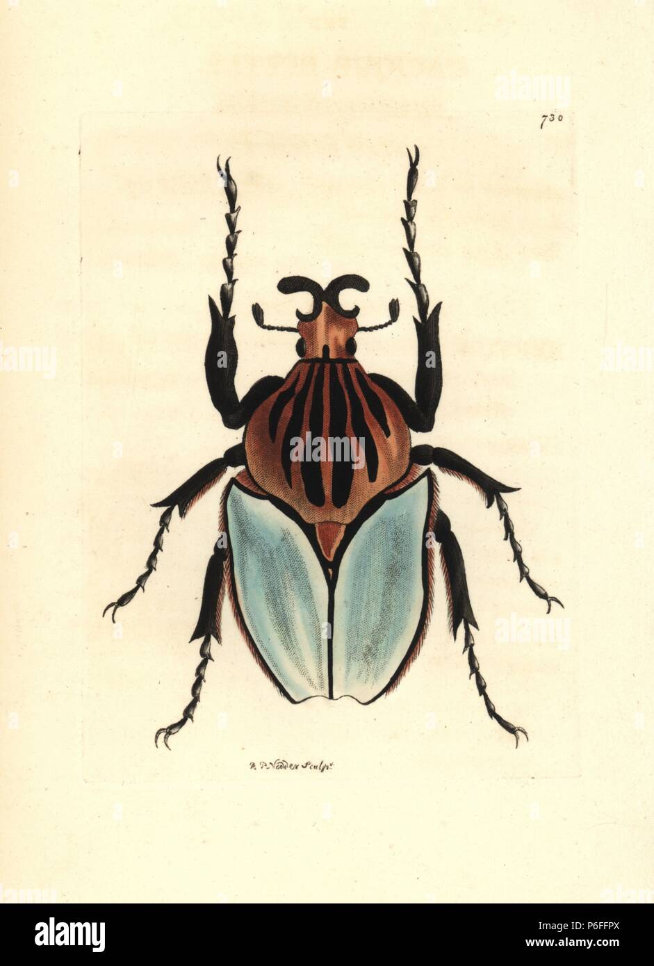 Goliath beetle species, Golathus cacicus? Illustration drawn and ...