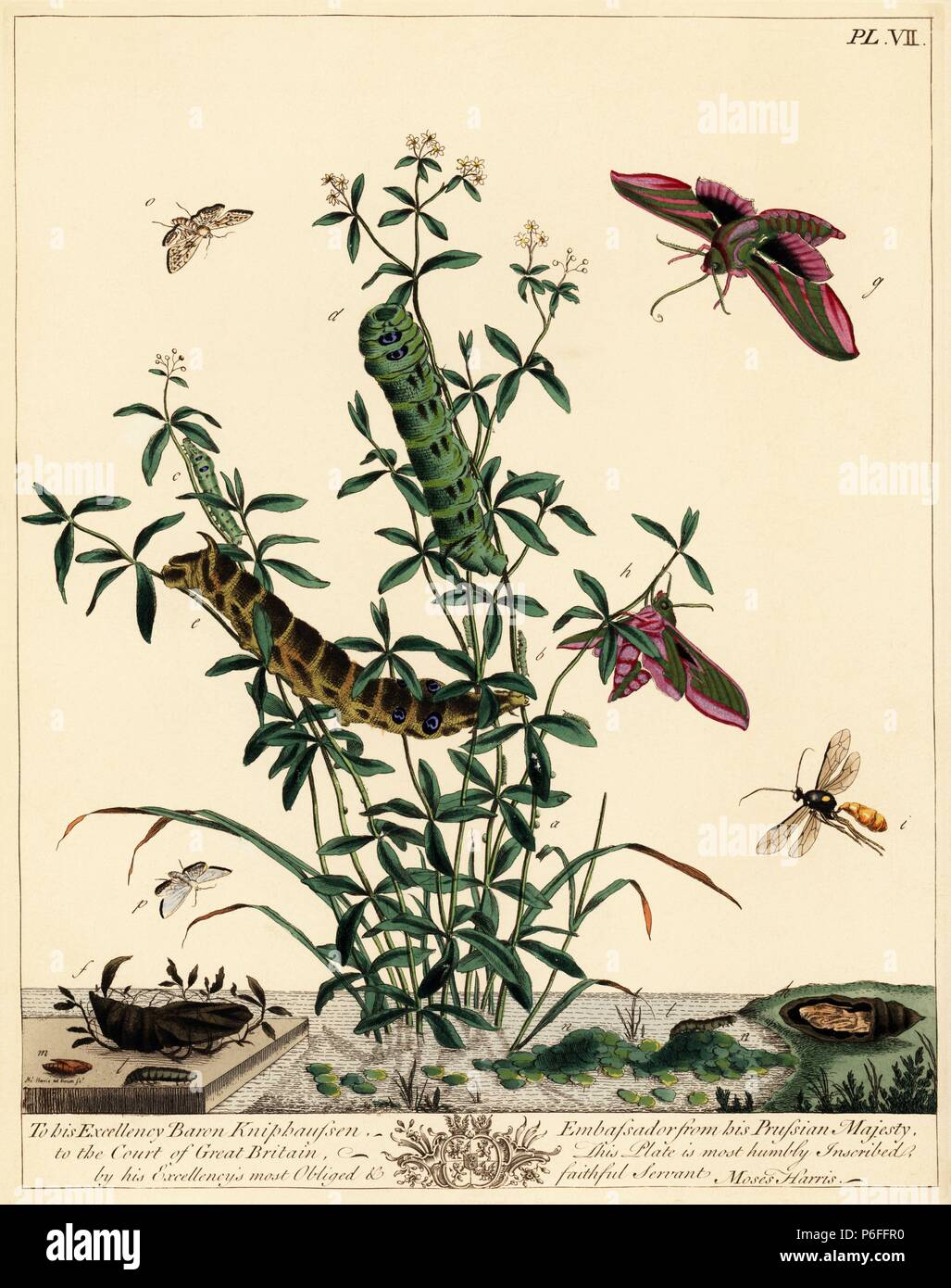 Elefant hawk moth deilephila elpenor hi-res stock photography and ...