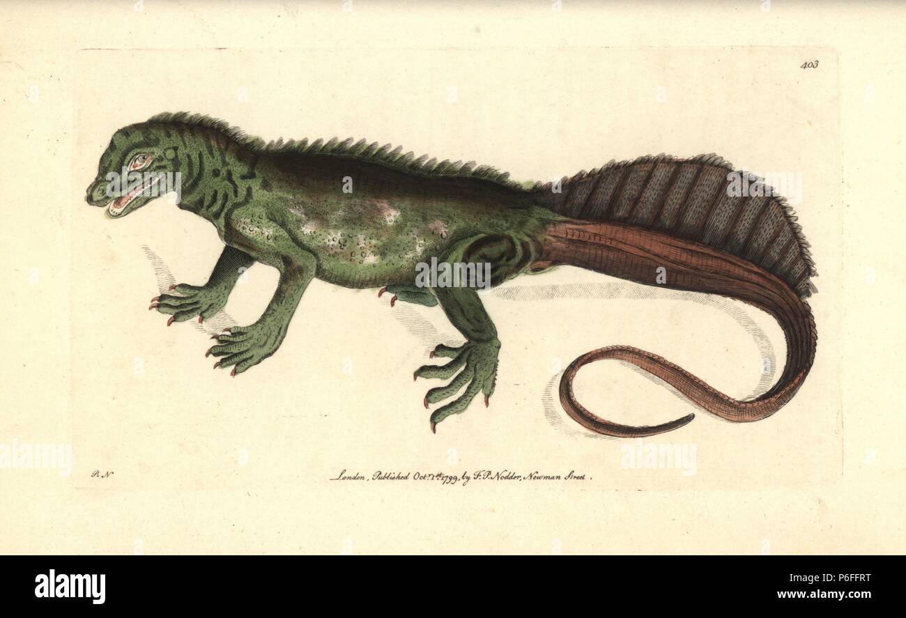 Hydrosaurus amboinensis hi-res stock photography and images - Alamy