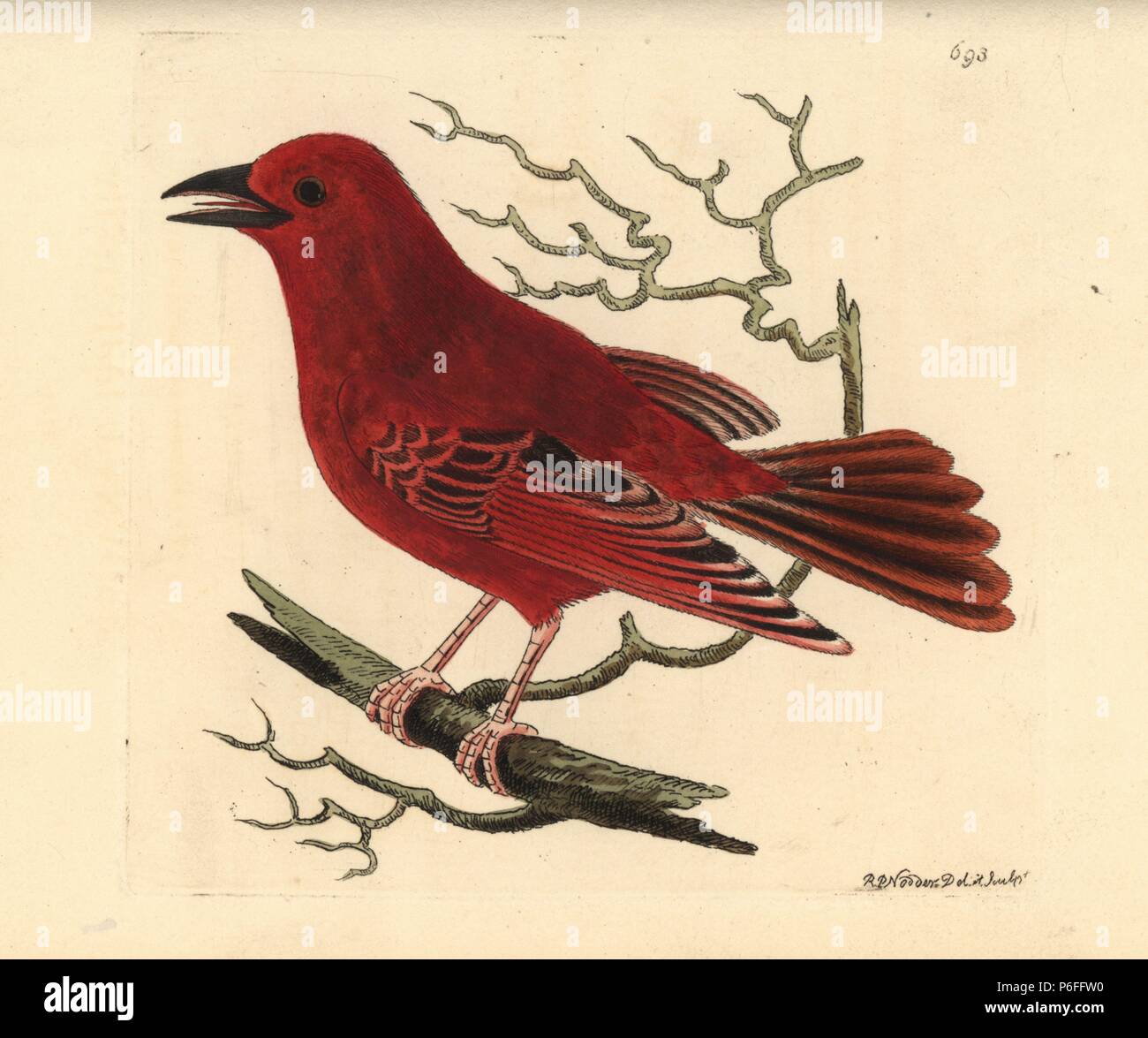 Summer tanager, Piranga rubra. Illustration drawn and engraved by ...