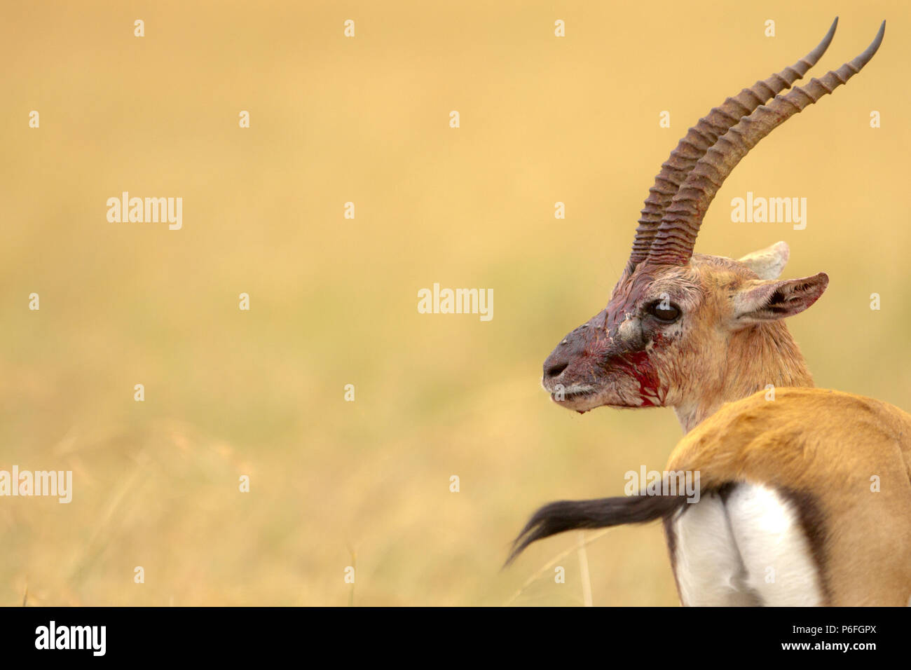 Injured gazelle hi-res stock photography and images - Alamy