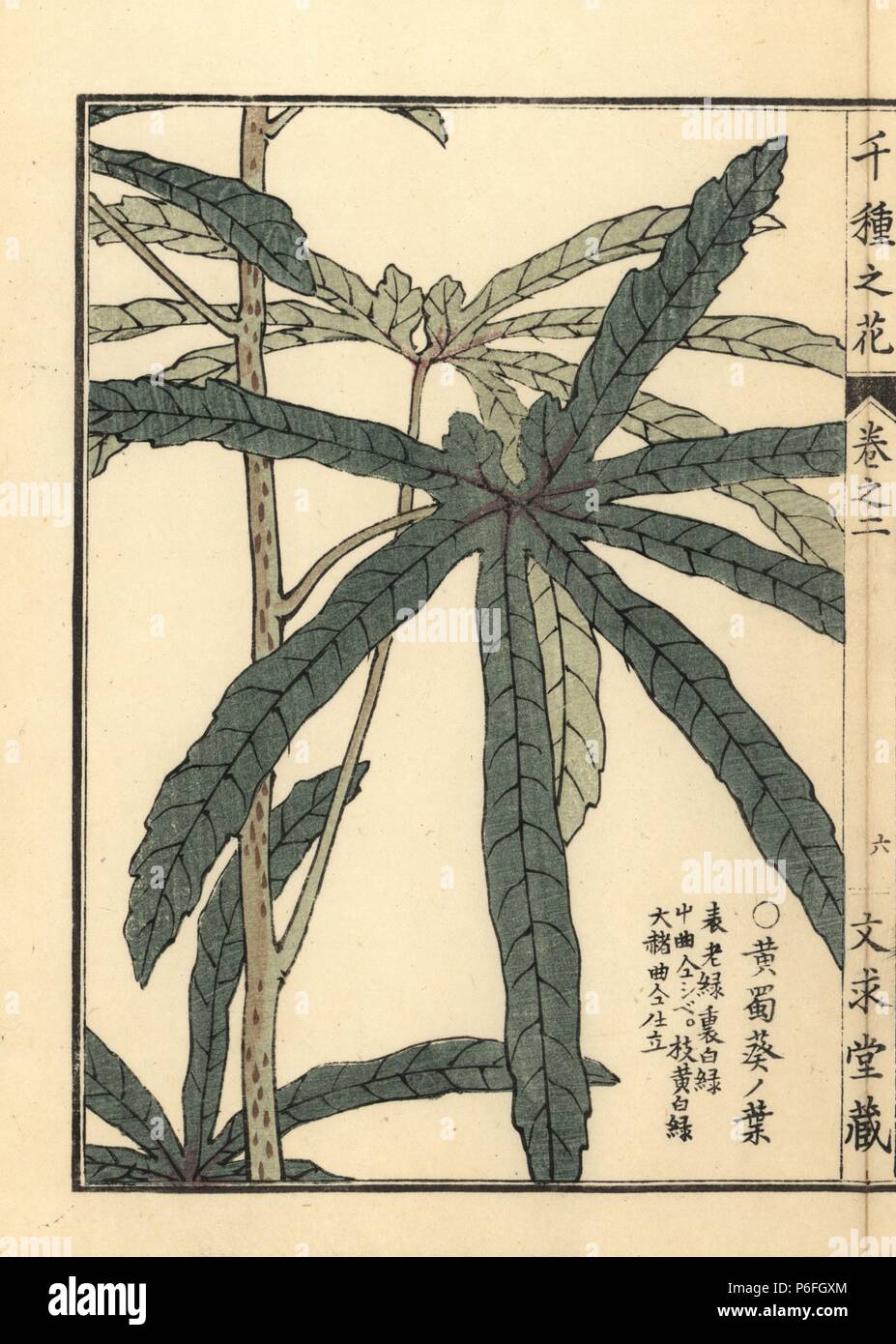 Aibika leaves hi-res stock photography and images - Alamy