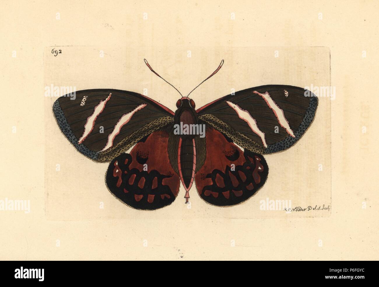 Castnia invaria moth, Castnia invaria.Illustration drawn and engraved ...