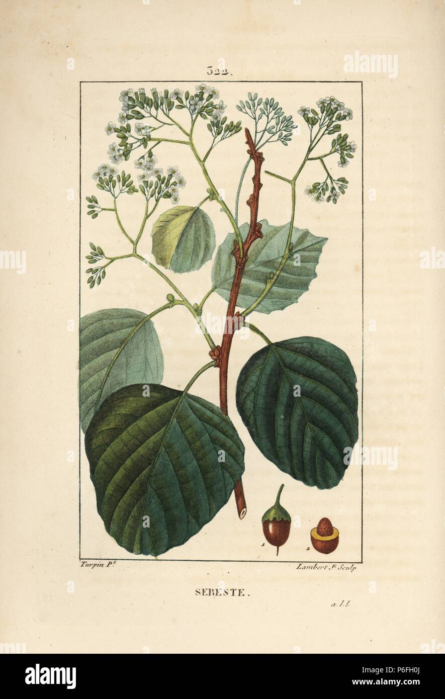 Assyrian plum or lasura, Cordia myxa, with flower, leaf, stalk and ...