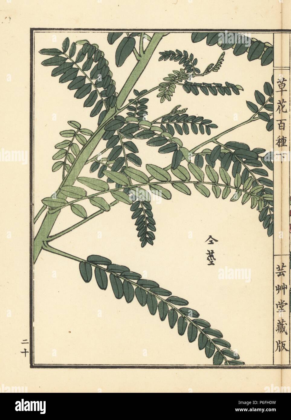 Sophora flavescens hi-res stock photography and images - Alamy