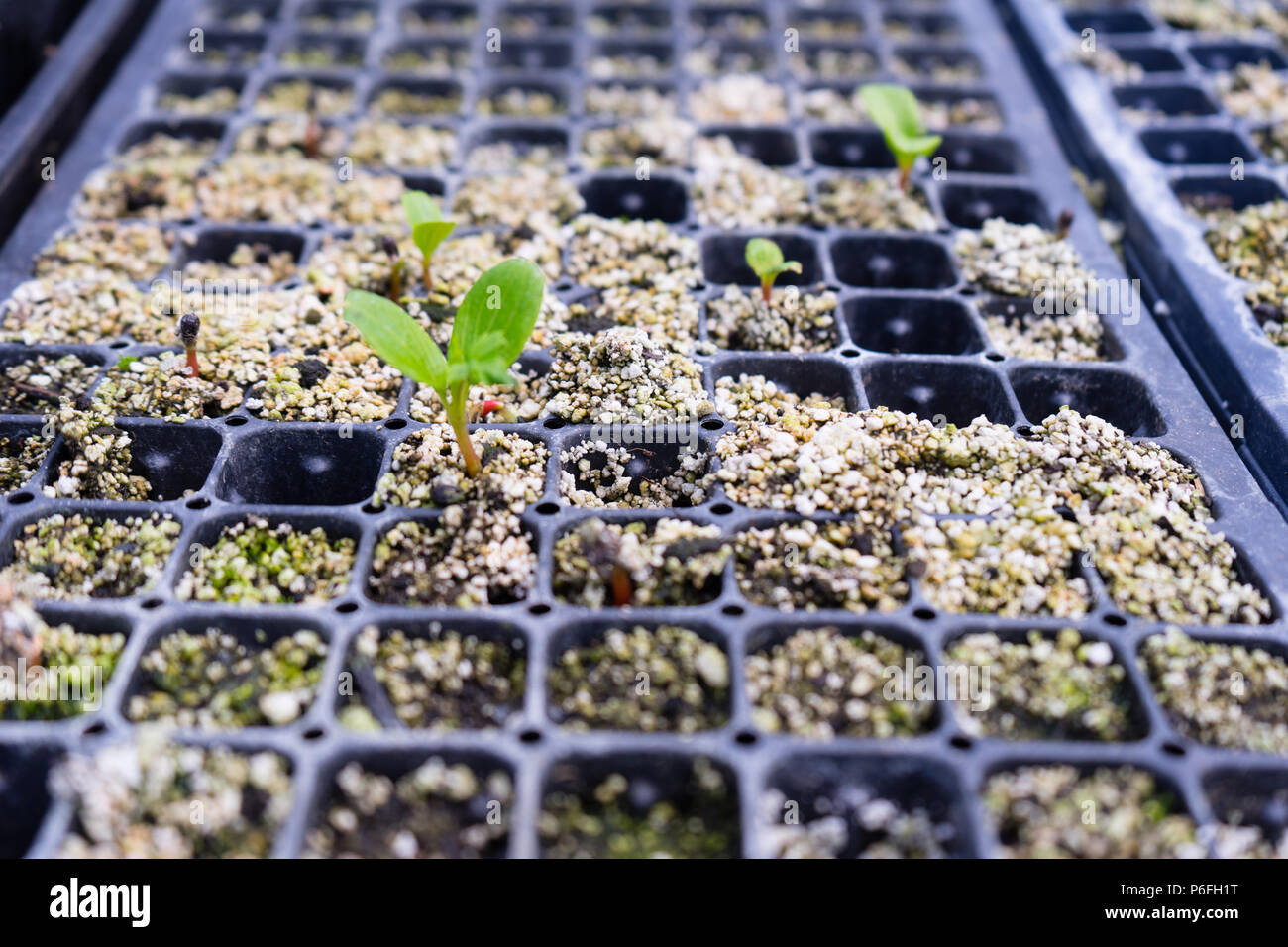 Little nursery plants growing up from the seed ready to be move to ...