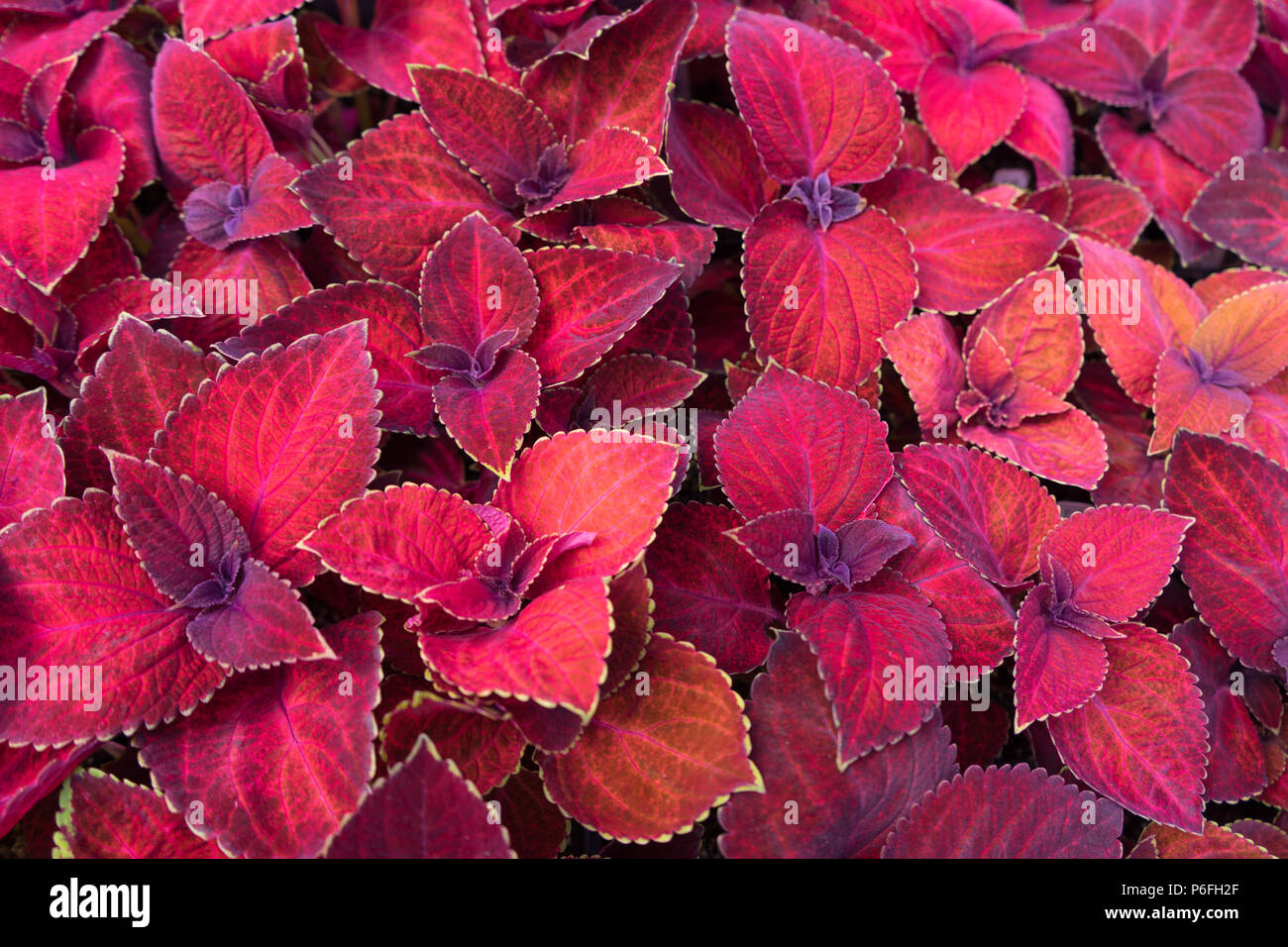 Beautiful fairway red velvet coleus in background Stock Photo - Alamy