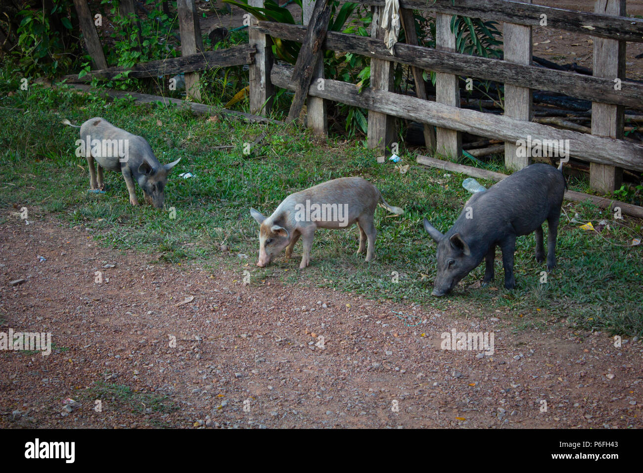 Piggy eating hi-res stock photography and images - Alamy