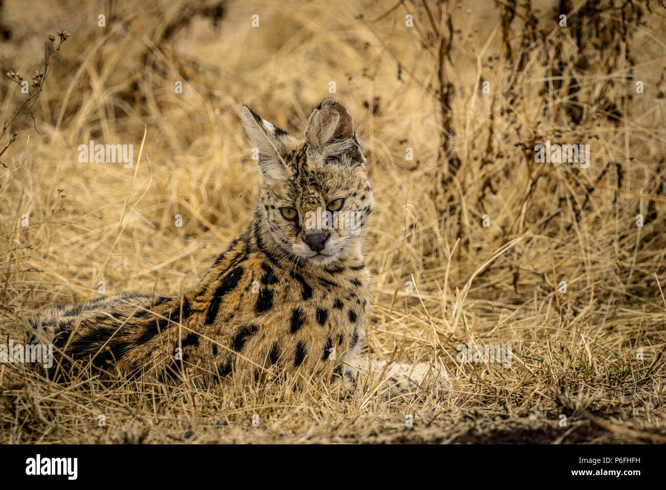 Black markings and spots hi-res stock photography and images - Alamy