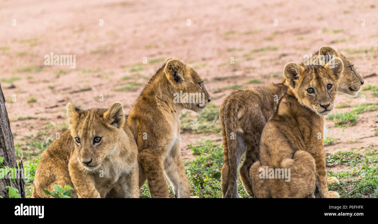 Four lion cubs hi-res stock photography and images - Alamy