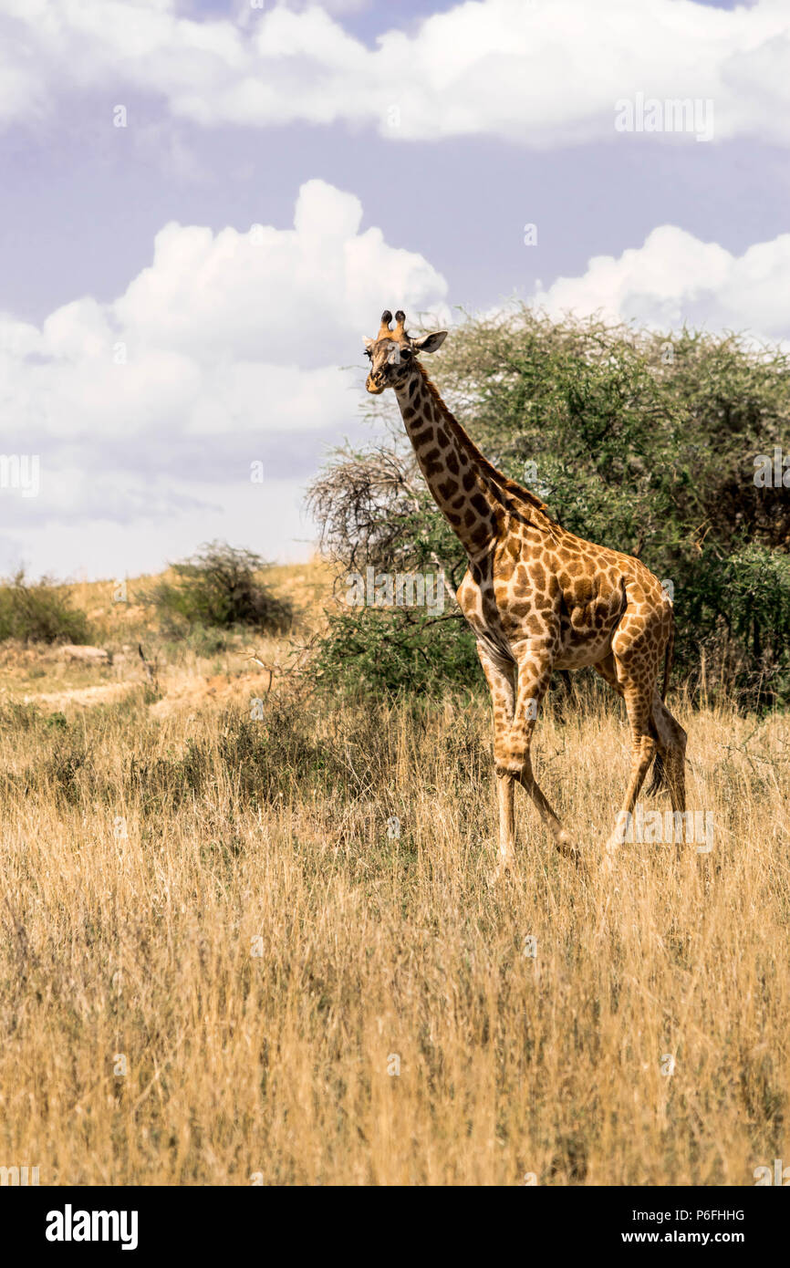 Single adult giraffe grazing during migration, against blue sky with ...