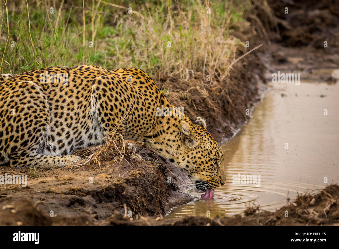 Leopard drinking water from a ditch in Ngorongoro Tanzania, Africa ...