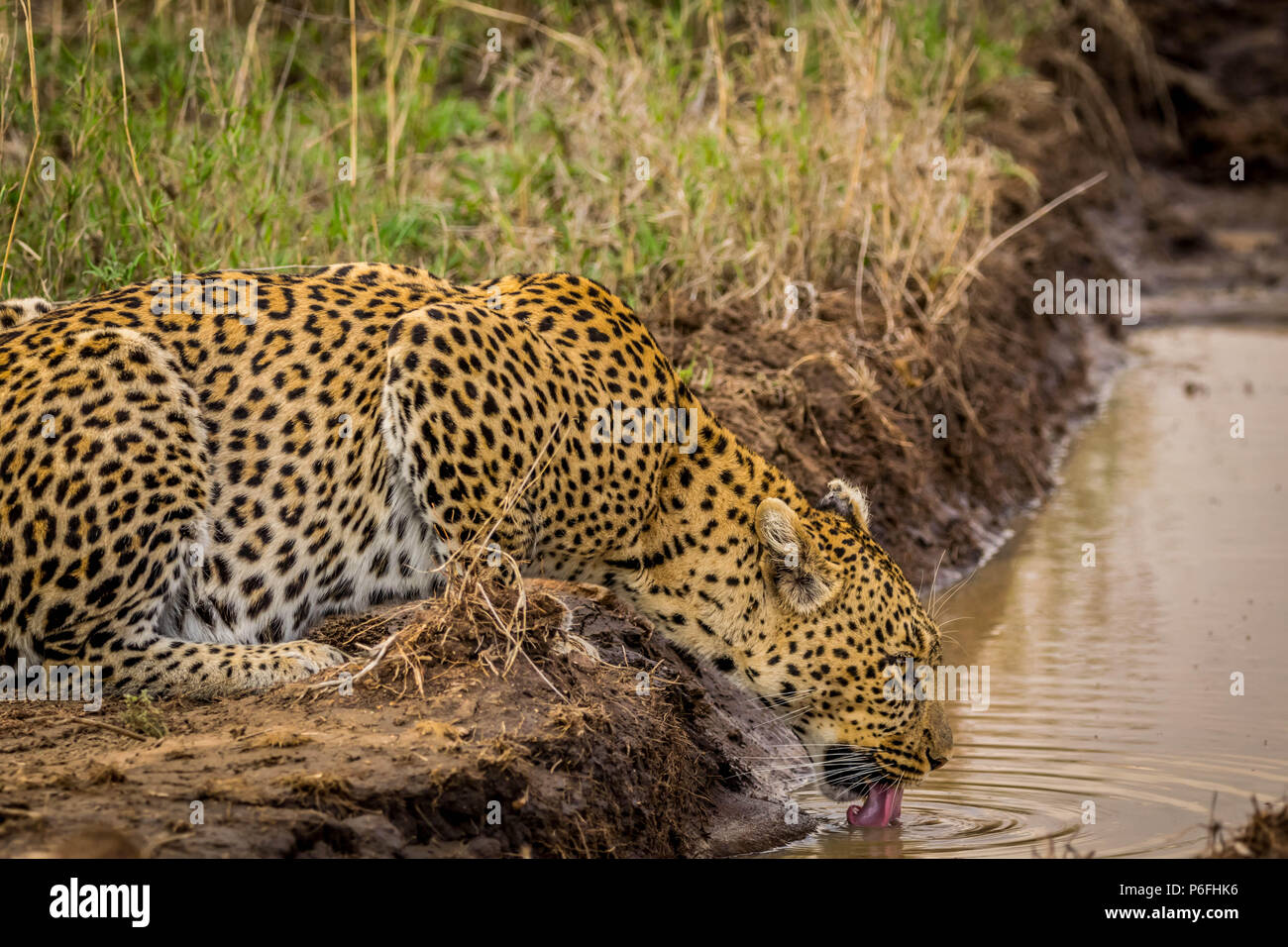 Leopard drinking water from a ditch in Ngorongoro Tanzania, Africa ...