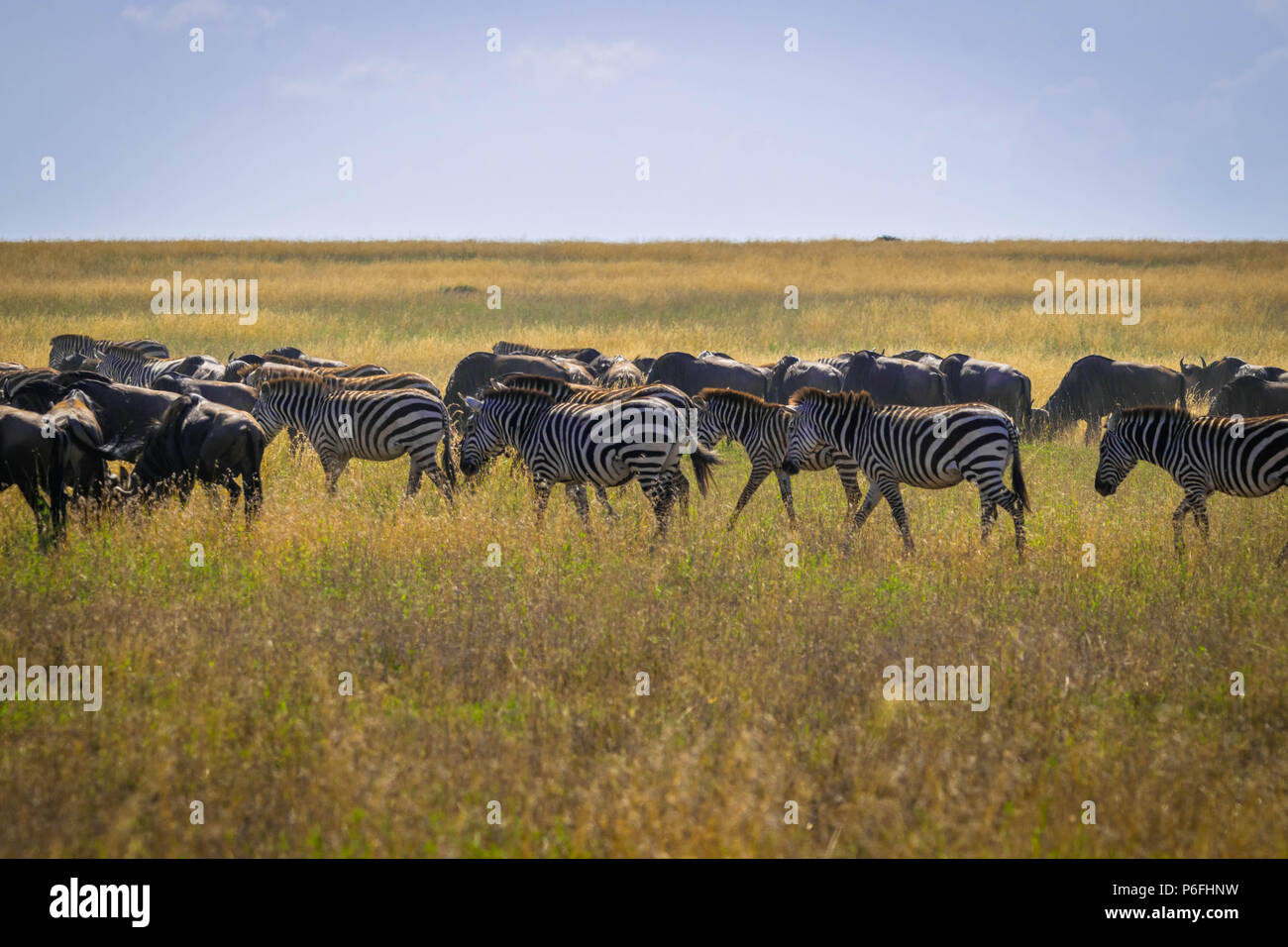 Migration of herd of Zebras and Wildebeest Stock Photo - Alamy