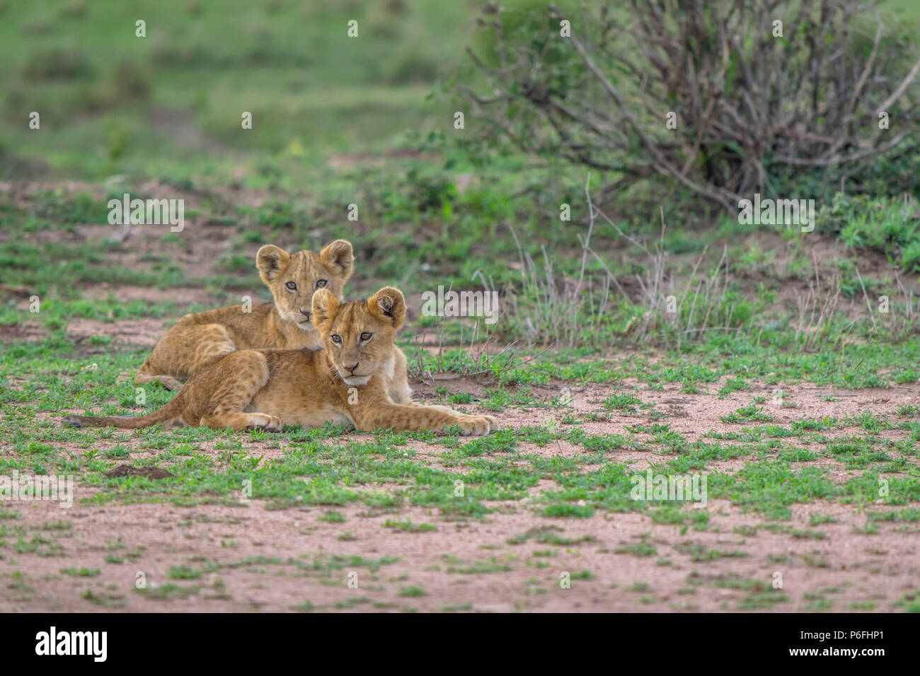 Two young Lion cubs waiting for mother to return Stock Photo - Alamy