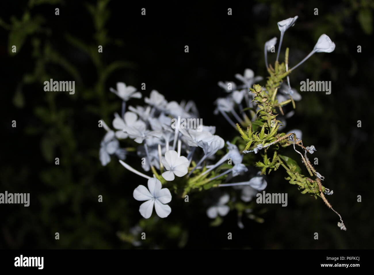 Light Blue Flower Stock Photo - Alamy