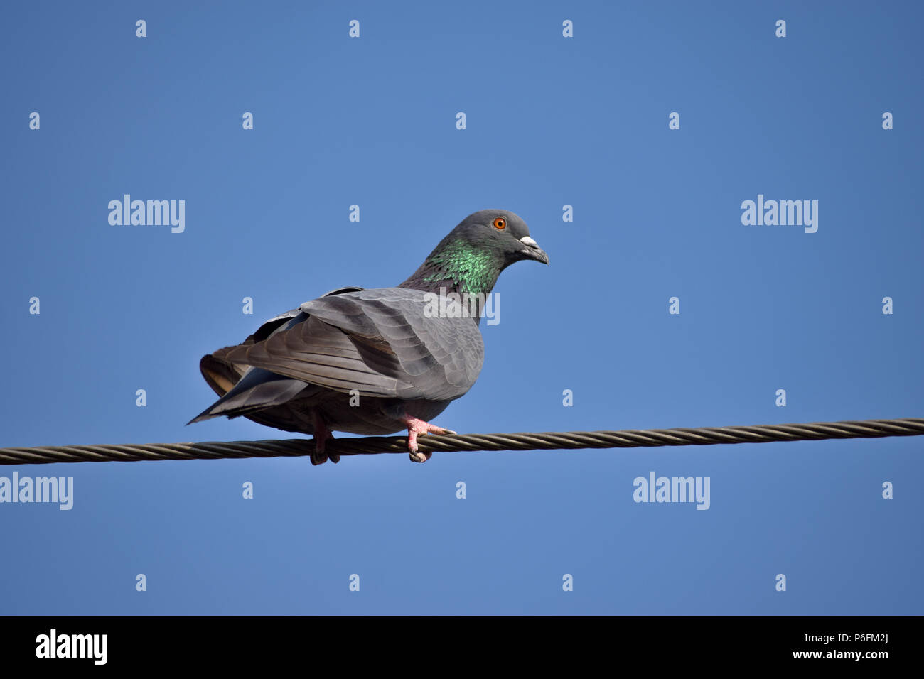 a pigeon sitting on an electrical wire Stock Photo - Alamy