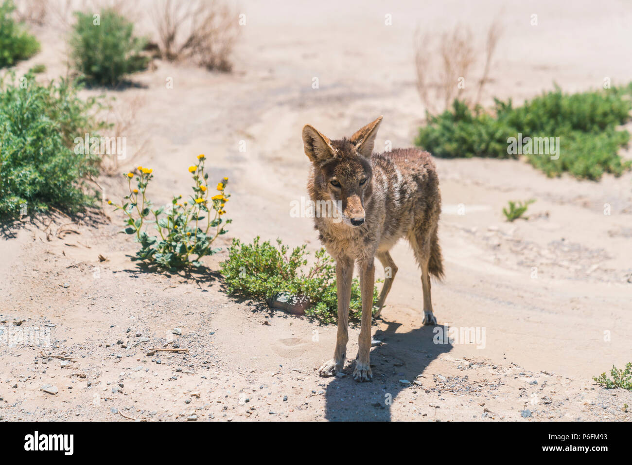 Coyotes at death valley hi-res stock photography and images - Alamy