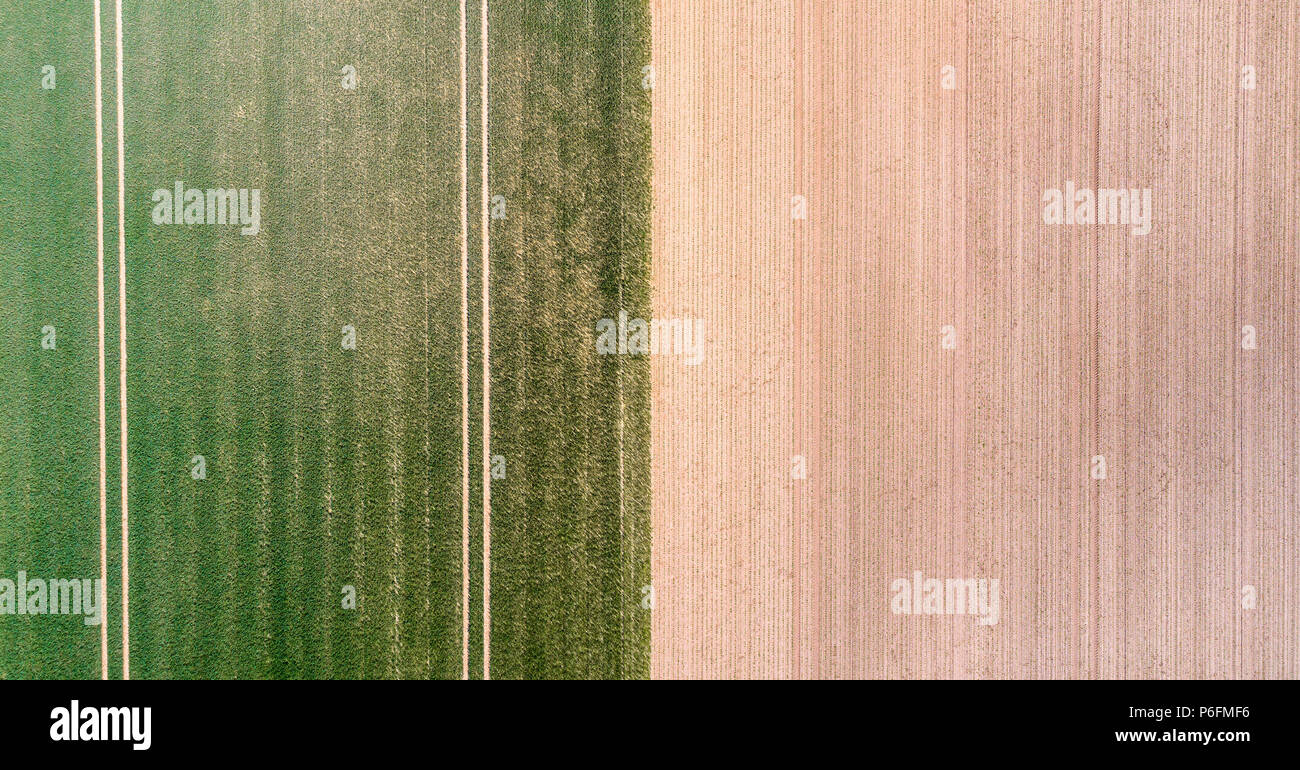 Vertical aerial view of a field with green sprouting young vegetation ...