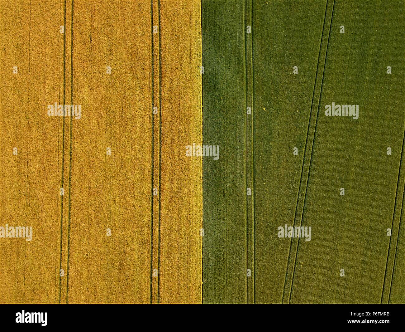Aerial photography of a wheat field in green and golden colors with ...