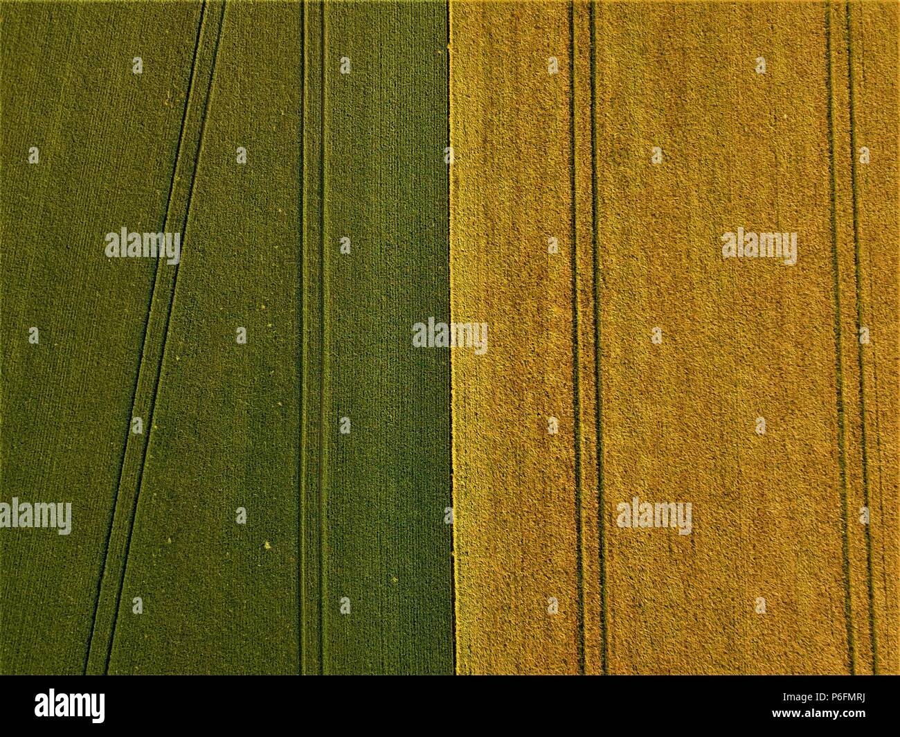 Aerial photography of a wheat field in green and golden colors with ...