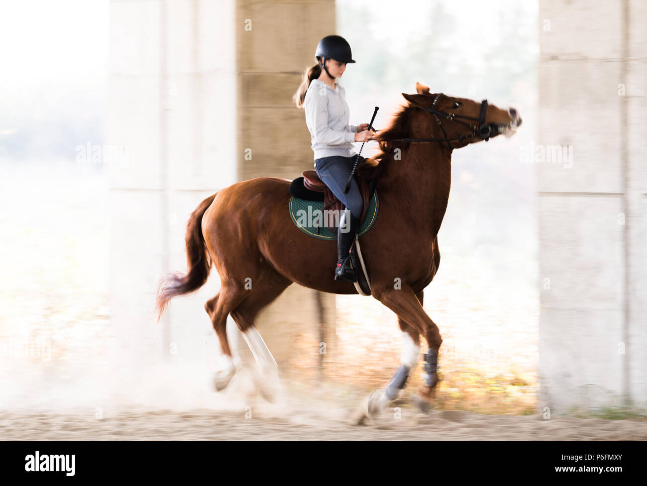 Pretty Horse High Resolution Stock Photography and Images - Alamy