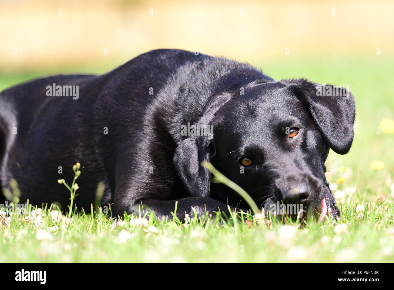 Platying outdoors hi-res stock photography and images - Alamy