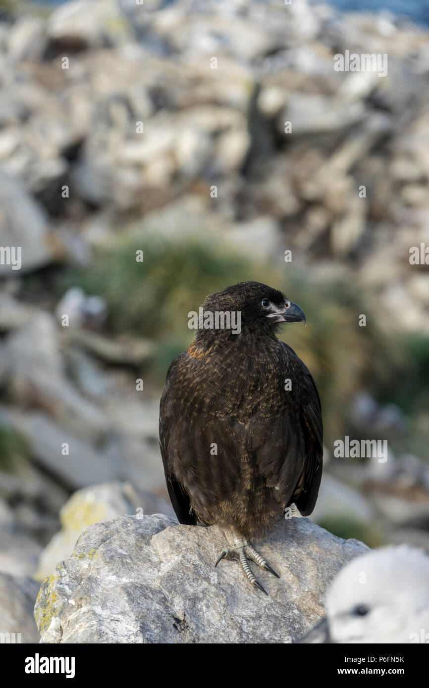 Johnny rook hi-res stock photography and images - Alamy