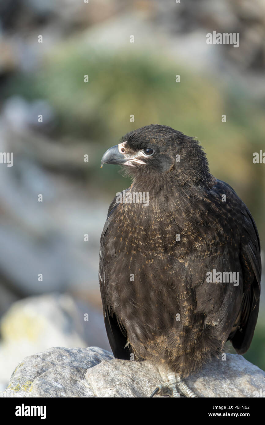 Johnny rook hi-res stock photography and images - Alamy