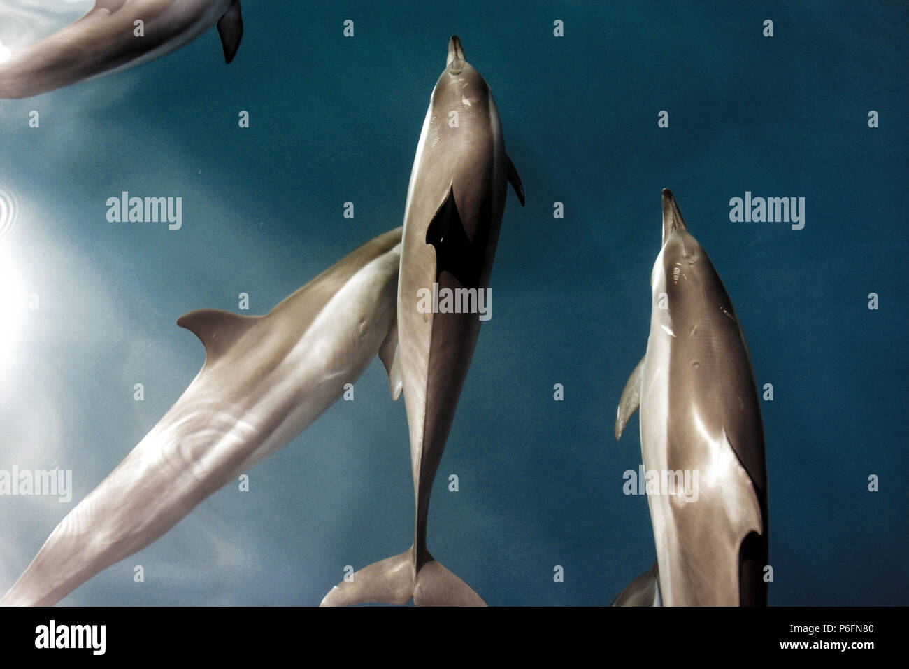 Bottlenose dolphins swimming in lagoon in Tahiti, French Polynesia ...
