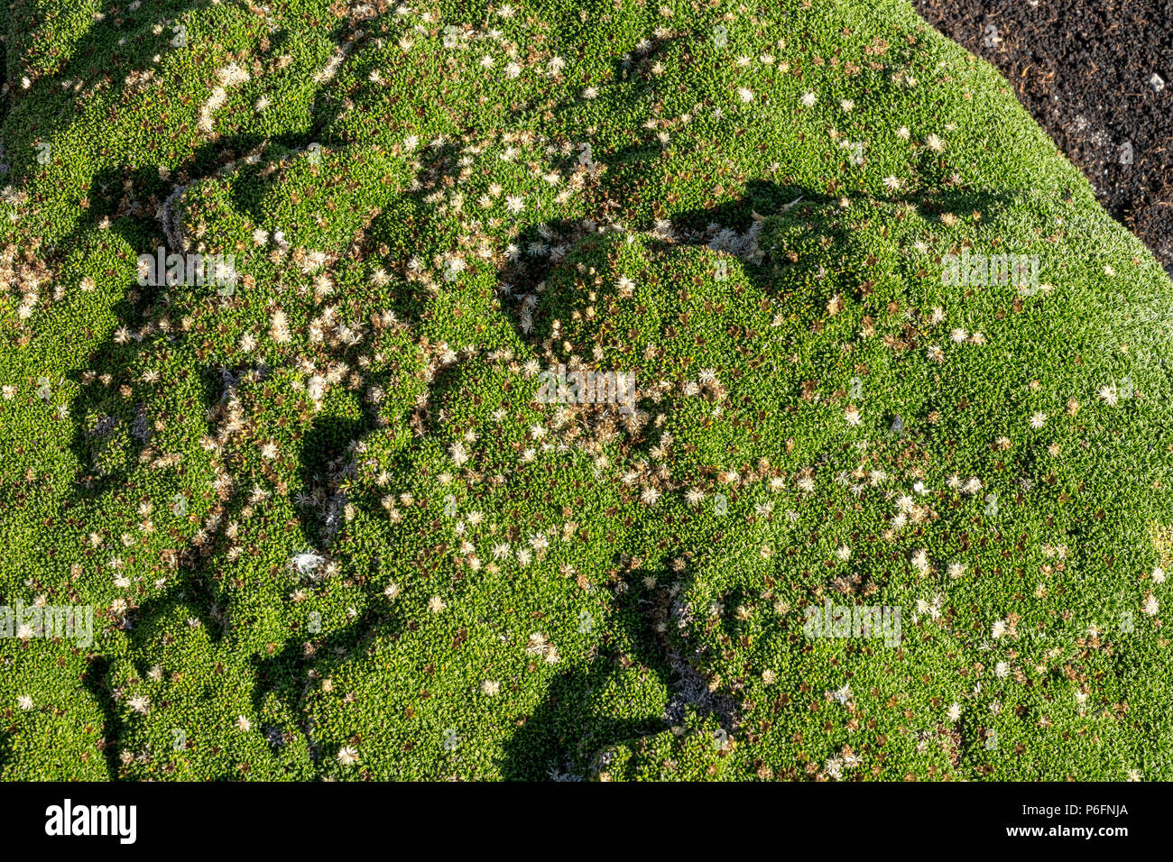 Flowering moss mound at West Point Island, Falkland Islands Stock Photo ...