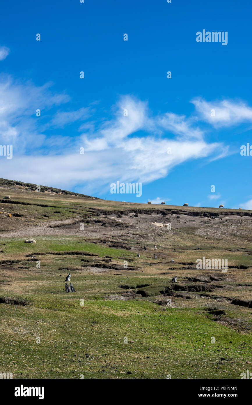 Magellanic penguins in field where sheep are grazing, Saunders Island ...