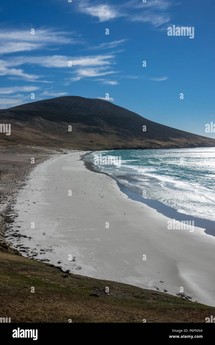White sandy beach at Saunders Island with gentoo and magellanic ...