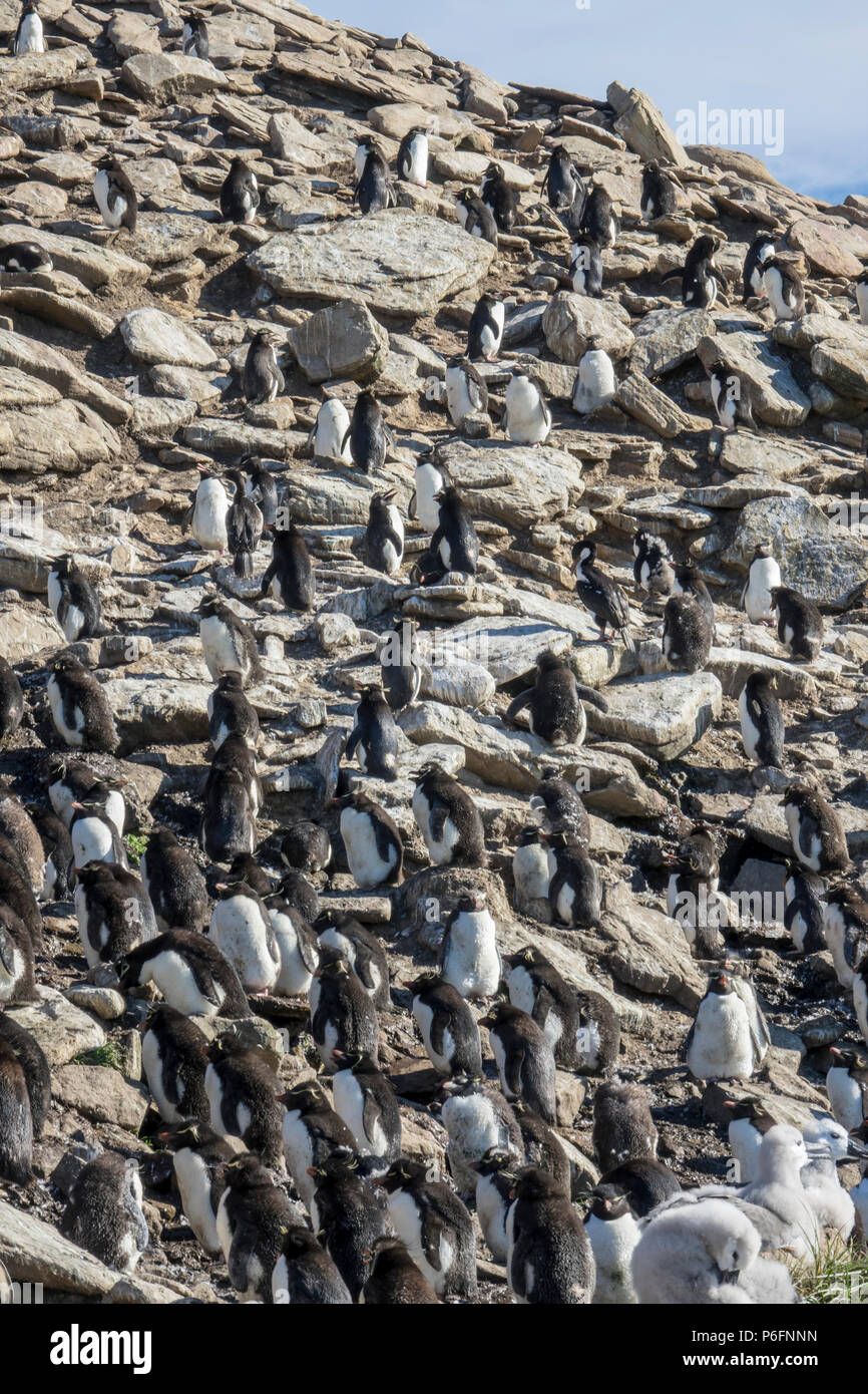 Southern rockhopper penguin colony at Saunders Island, Falkland Islands ...