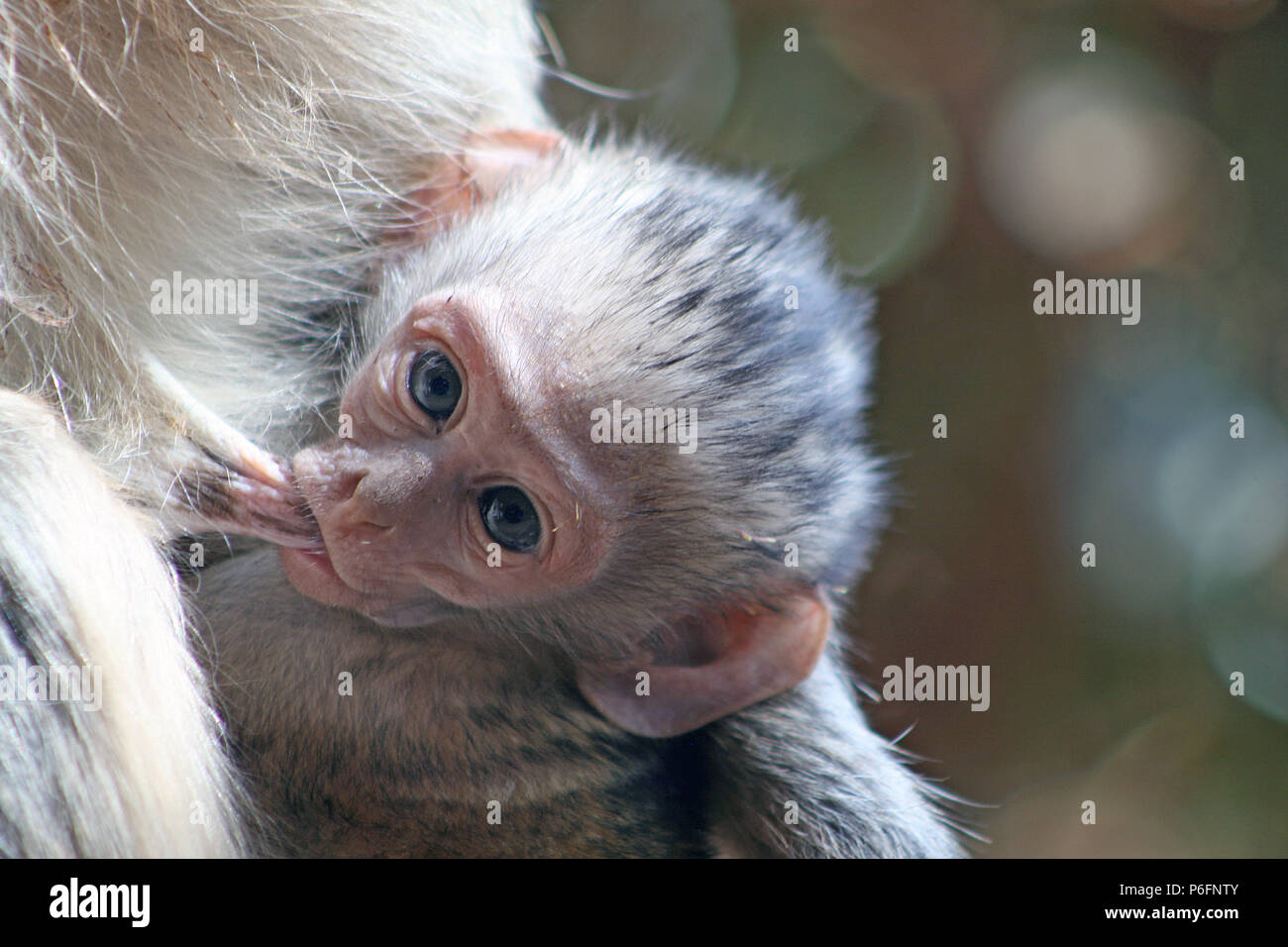 Baby macacque suckling from mummy Stock Photo - Alamy