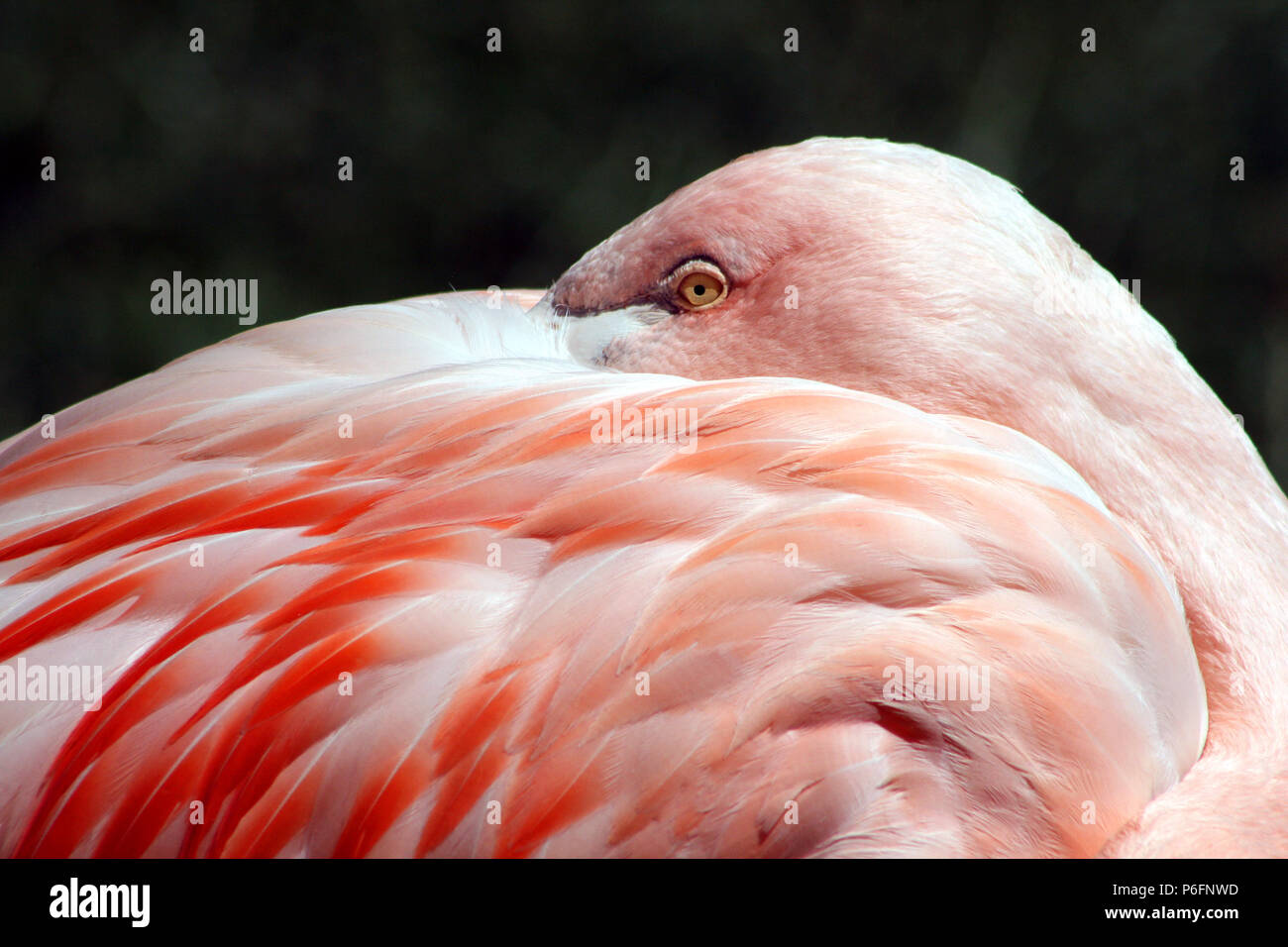 Flamingo eye hi-res stock photography and images - Alamy