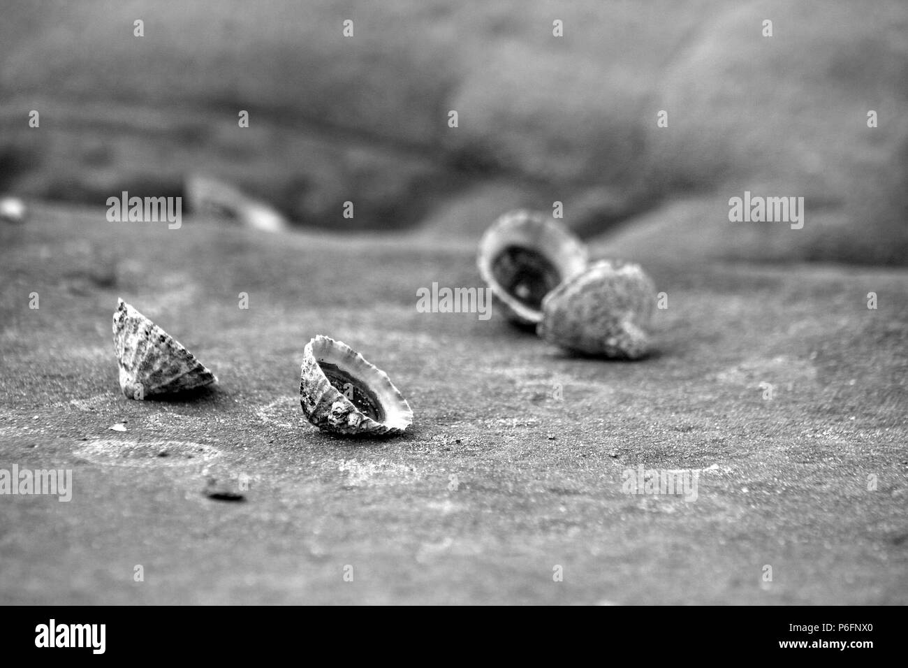 Limpet shell patella vulgata hi-res stock photography and images - Alamy