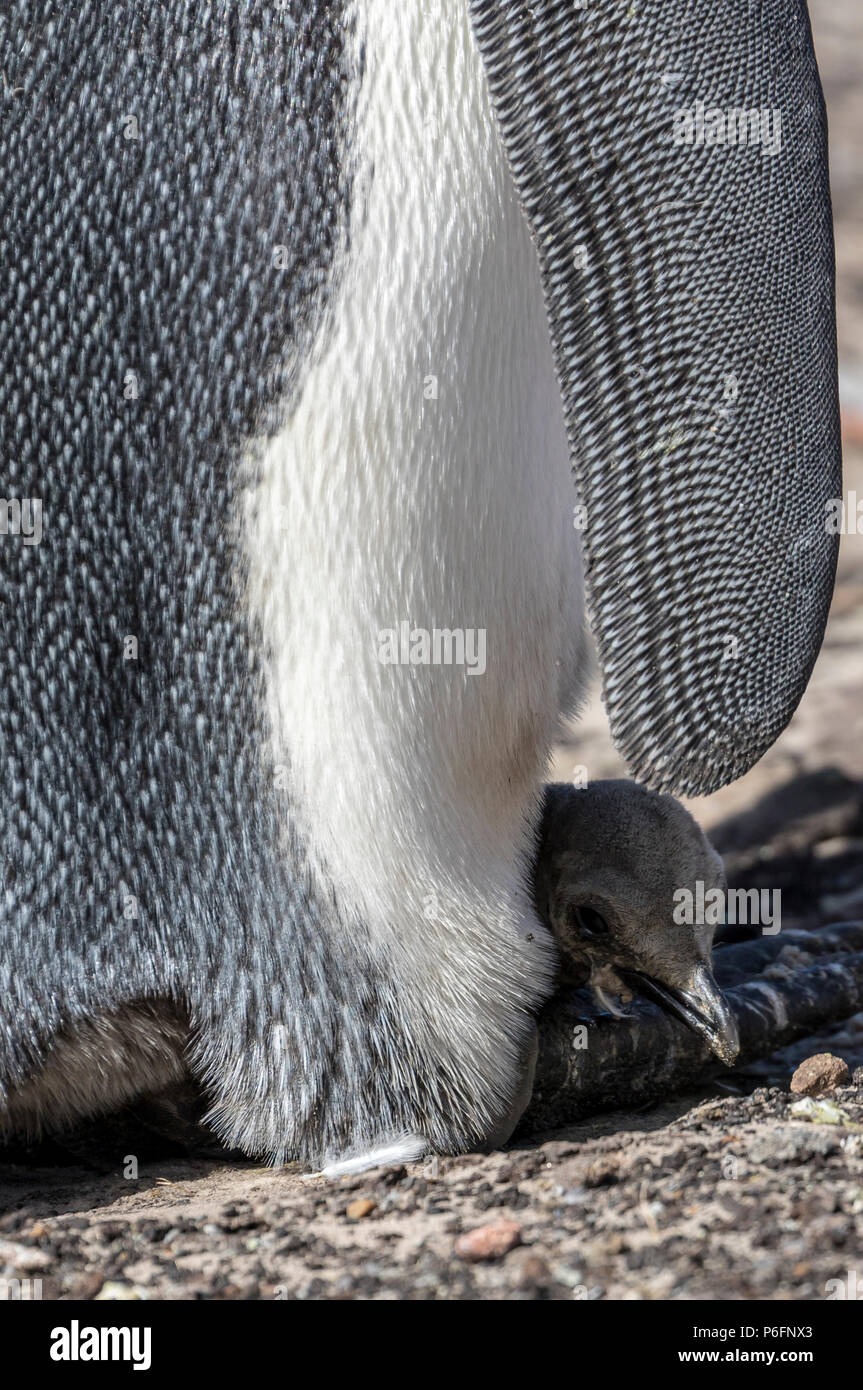 King penguin with newly hatched chick at The Neck, Saunders Island ...