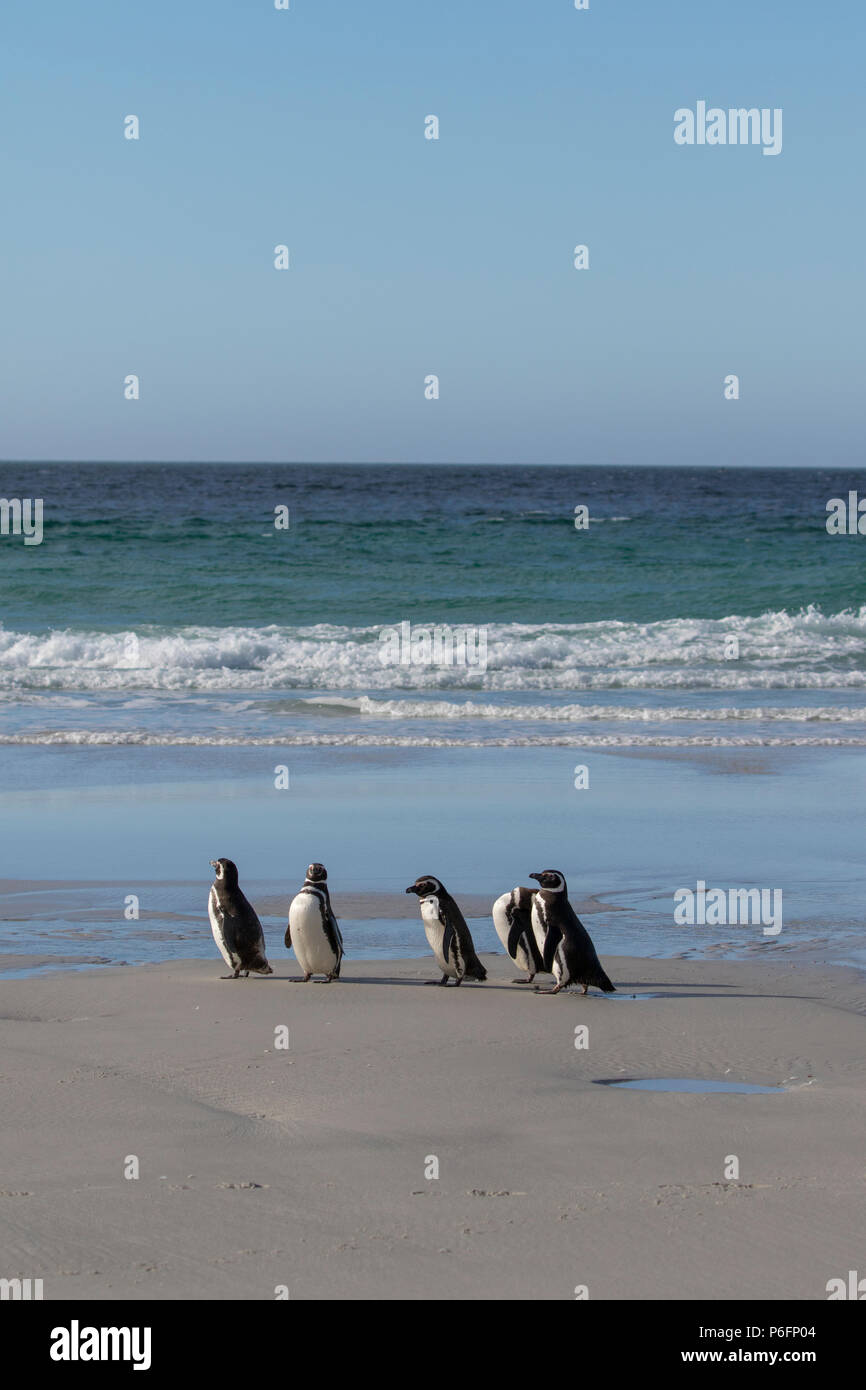 Magellanic penguins on the beach at Saunders Island, Falkland Islands ...
