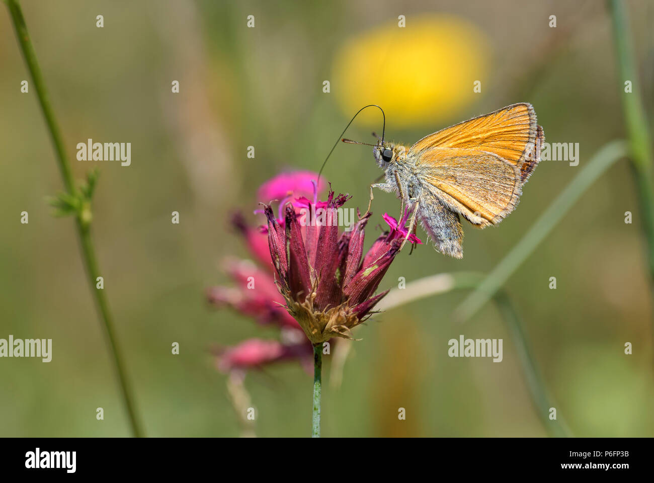 Small orange butterfly hi-res stock photography and images - Alamy