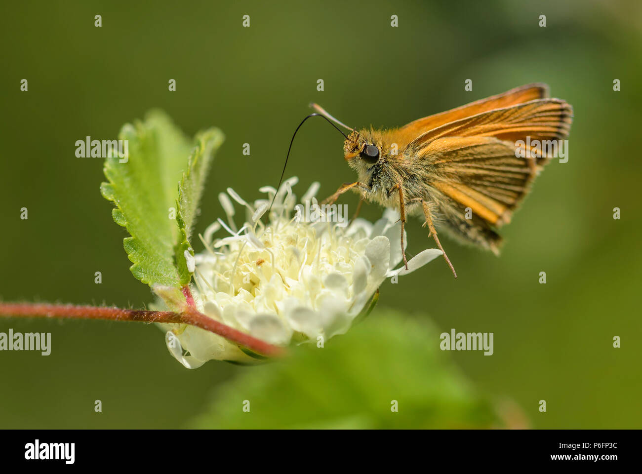 Small orange butterfly hi-res stock photography and images - Alamy