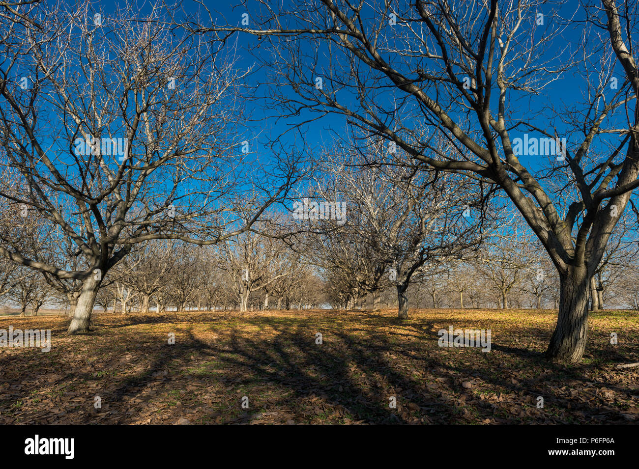 Rows of nut plantation in orchard Stock Photo - Alamy
