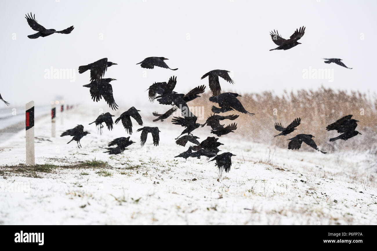 A flock of crows flying above the frozen field Stock Photo - Alamy