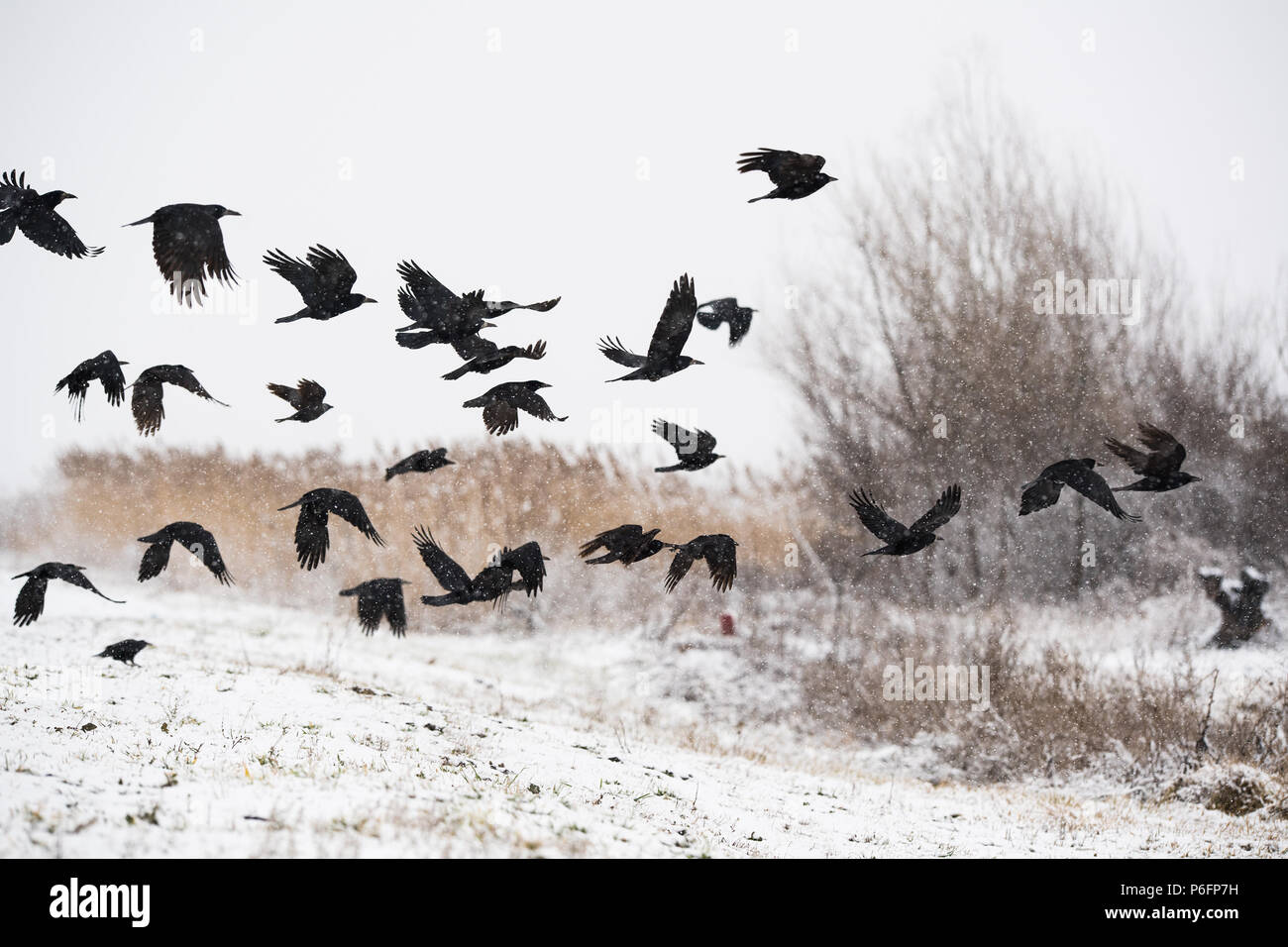 A flock of crows flying above the frozen field Stock Photo - Alamy