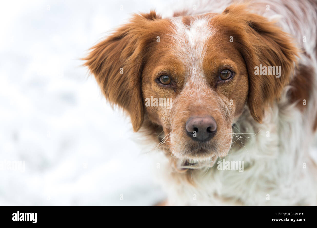 French setter hi-res stock photography and images - Alamy