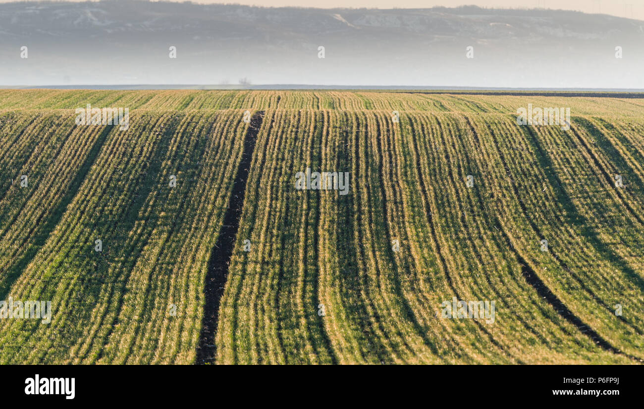 Agricultural landscape, arable crop field Stock Photo - Alamy