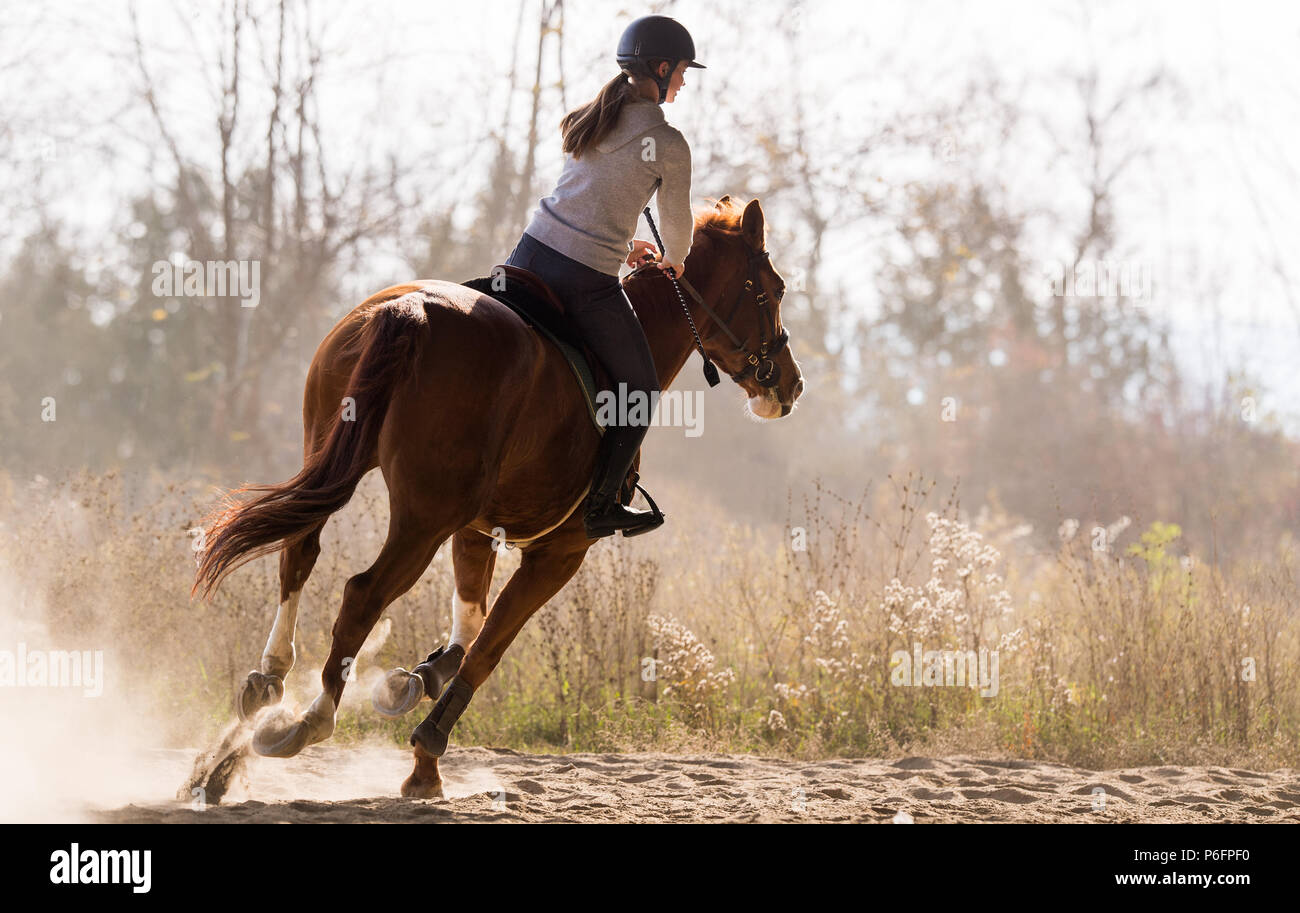 Young pretty girl - riding a horse with backlit leaves behind Stock ...