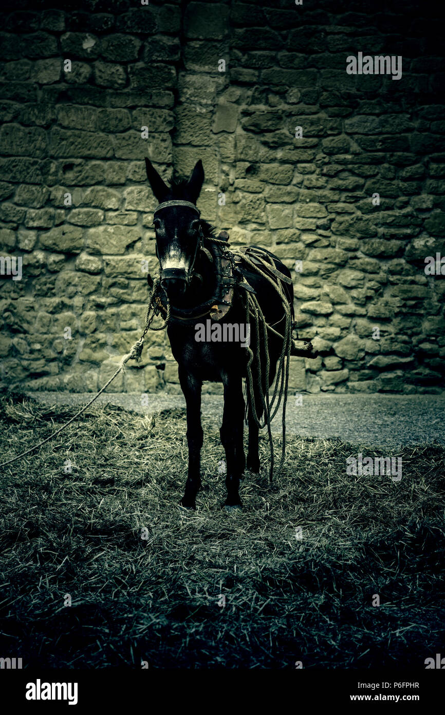 Donkey on a farm, detail of a mammal animal, animal breeding Stock ...