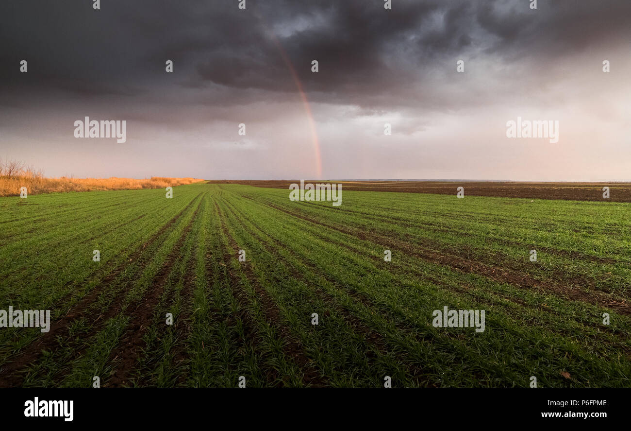 Agricultural landscape arable crop hi-res stock photography and images ...
