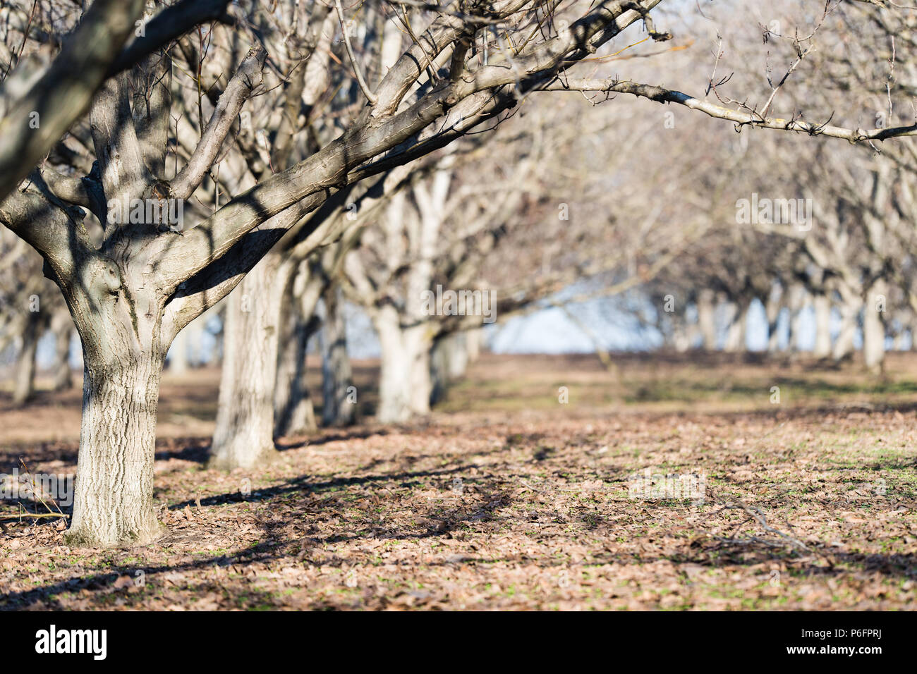 Orchard agriculture grow nut nuts hi-res stock photography and images ...